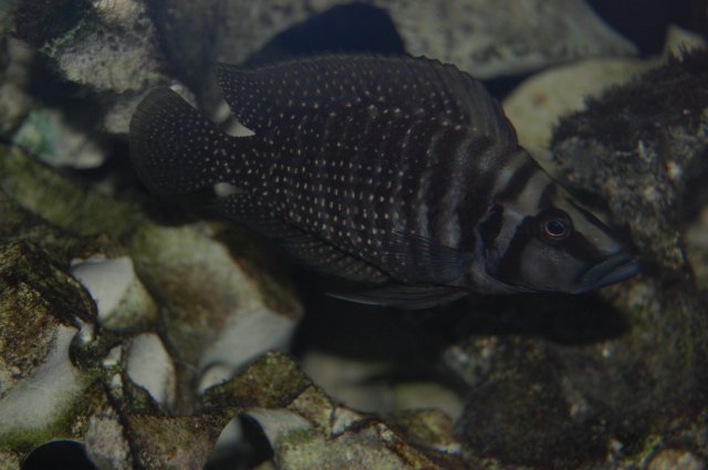 InkFin Calvus | AquariaCentral.com