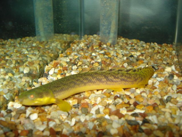 best eel like fish for my tank? | AquariaCentral.com