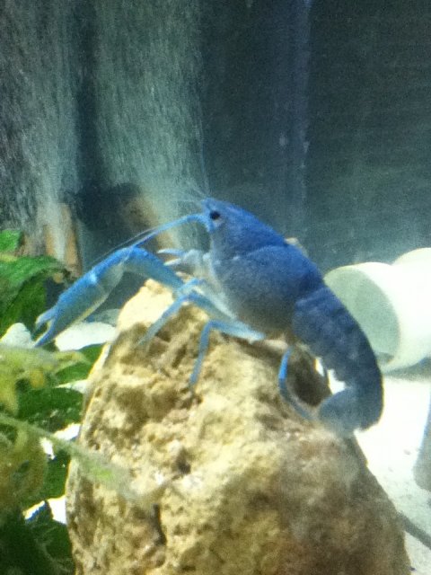 Help for 14 baby blue crayfish. | AquariaCentral.com
