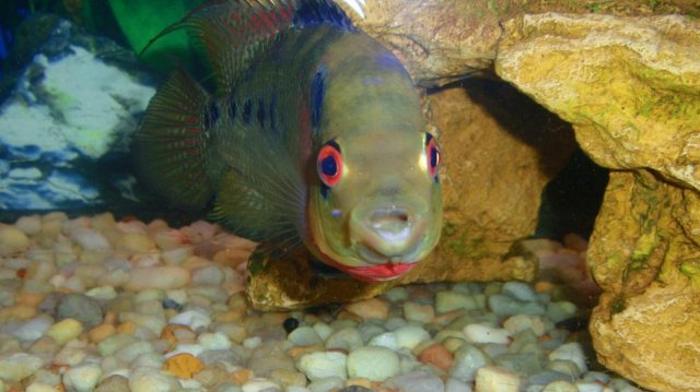 Super Red Trimac cichlid apart of the amphilphus family ...