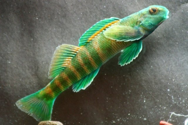 Candy Darter fish? | AquariaCentral.com