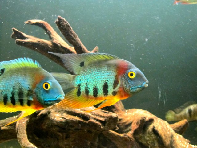 Red Headed Severums | AquariaCentral.com