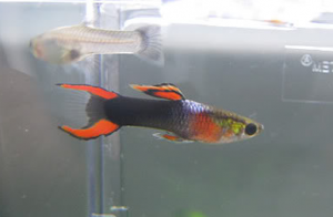 7 colored endler hybrid? | AquariaCentral.com