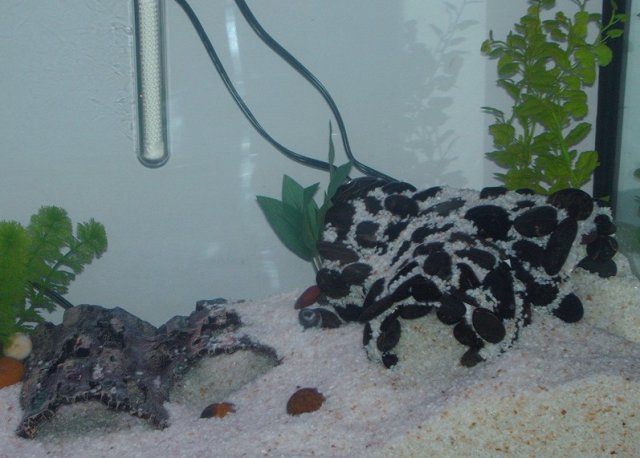 My DIY PVC Cave Project | AquariaCentral.com