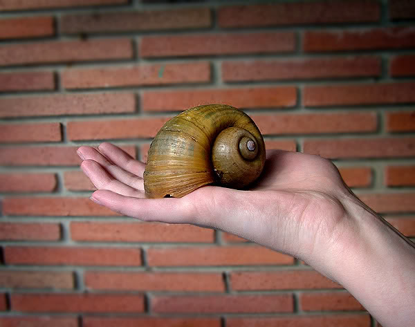 FT - Giant Apple Snail Shells for Plants/Shrimp/Misc | AquariaCentral.com