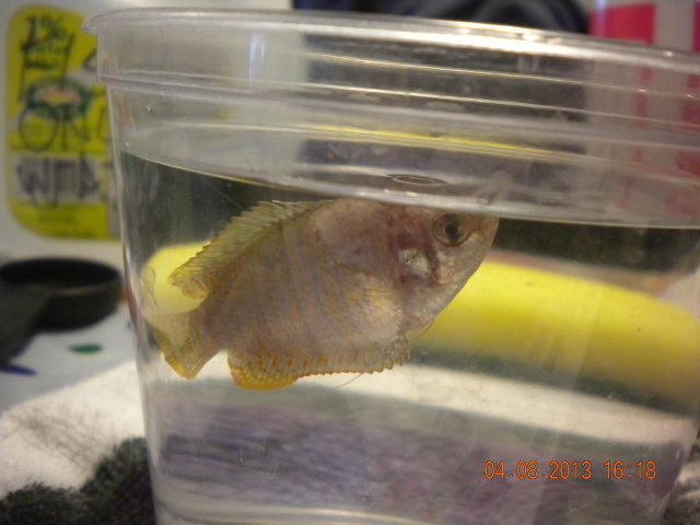 cure for wasting disease in dwarf gourami? | AquariaCentral.com