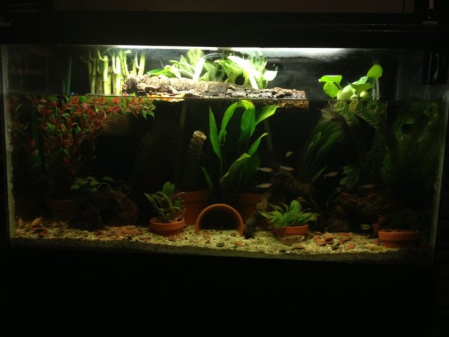 Paradise Fish Tank Mates | AquariaCentral.com