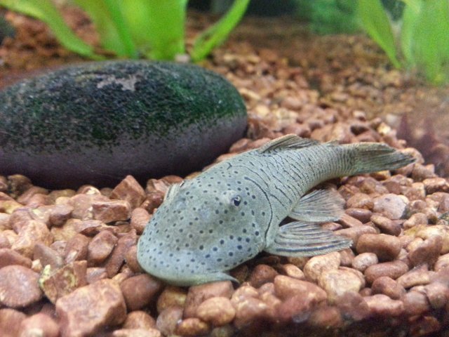 Rubber Nose Pleco
