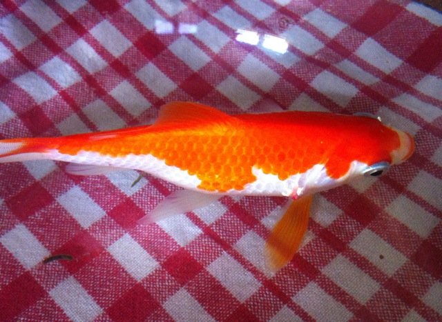 Help with very sick goldfish - red protrusion, swollen behind gills ...