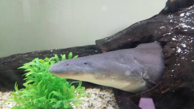 FS - 2.5 Feet Aba Aba Knife Fish Singapore | AquariaCentral.com