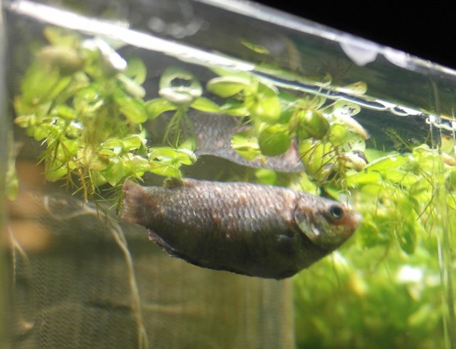 URGENT! My paradise fish has cotton wool disease/fungus + fin rot ...