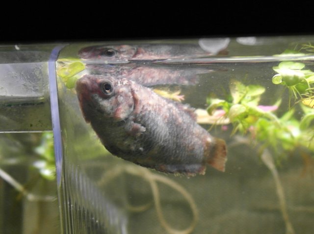 URGENT! My paradise fish has cotton wool disease/fungus + fin rot ...