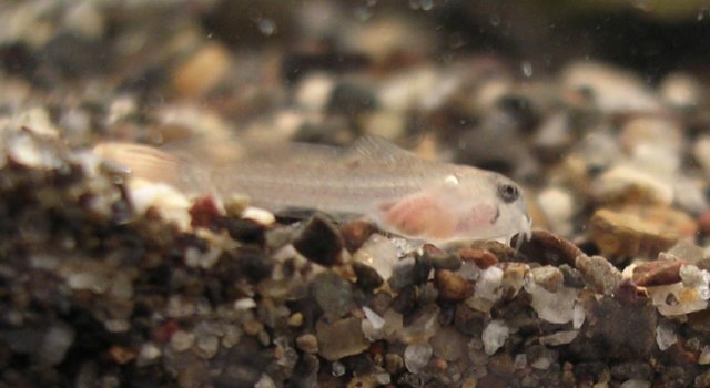 Cory Catfish Fry