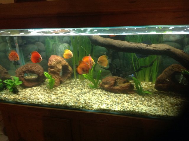 Discus fish fin rot | AquariaCentral.com