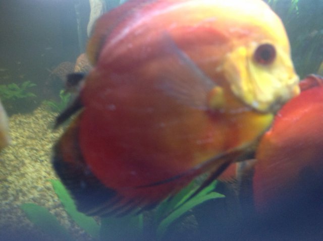 Discus fish fin rot | AquariaCentral.com