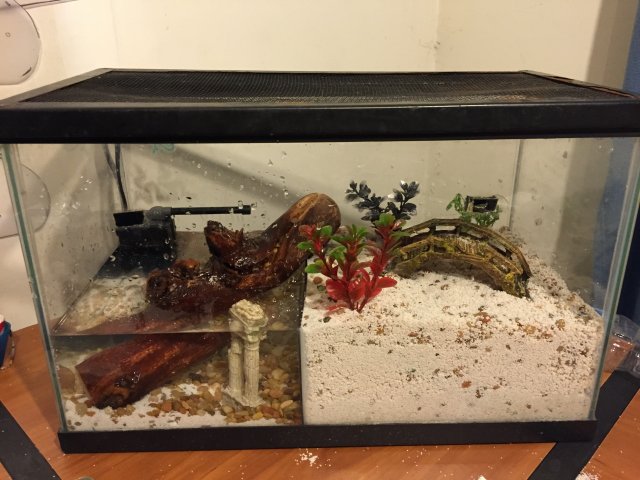 Building a vivarium for red claw crabs!!! | AquariaCentral.com