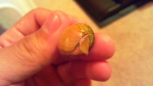 Mystery Snail Shell Cracking | AquariaCentral.com