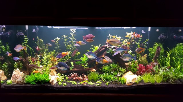 GreggZ's Planted Rainbow Tank | AquariaCentral.com
