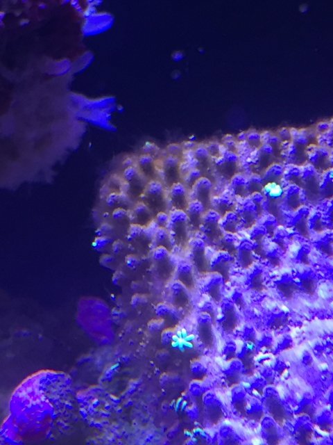 Neon green star polyps closed with brown substance spreading ...