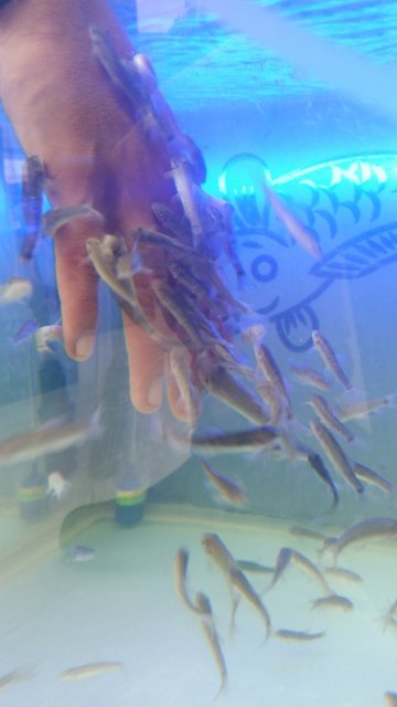 Breeding Garra Rufa ( DoctorFish) | AquariaCentral.com