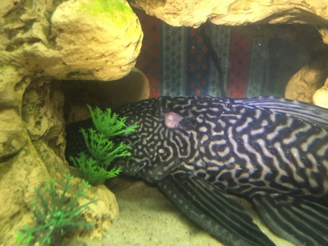 Pleco with Hole | AquariaCentral.com