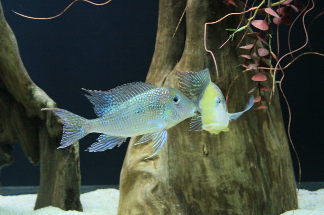 For Sale | Geophagus mirabilis Aripuana | $175 | Cypress Houston Texas ...