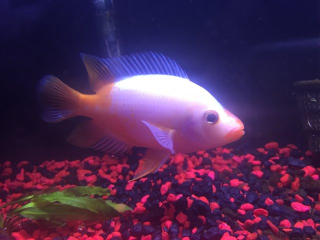 Red Devil or Midas? | AquariaCentral.com