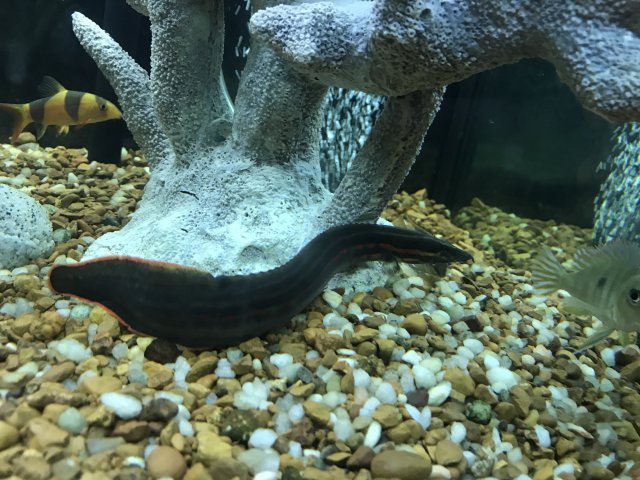 Fire eel | AquariaCentral.com