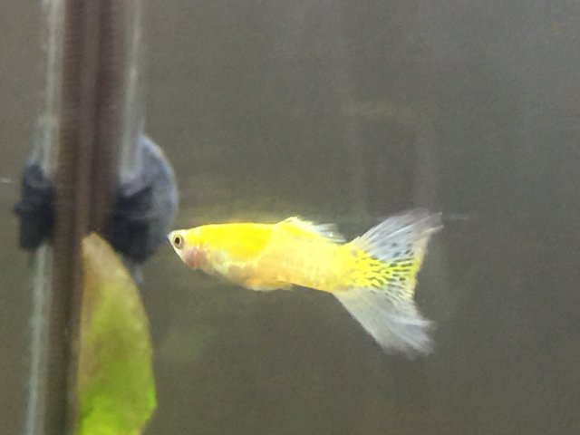 Guppies are dying. Scales peeling off. | AquariaCentral.com