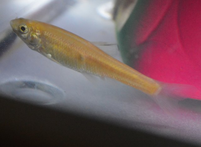 Rosy Red Minnow Sick? | AquariaCentral.com