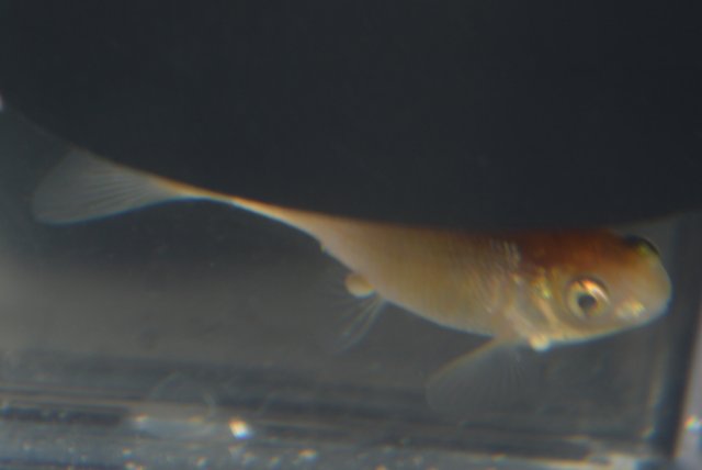Rosy Red Minnow Sick? | AquariaCentral.com