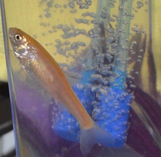 Rosy Red Minnow Sick? | AquariaCentral.com