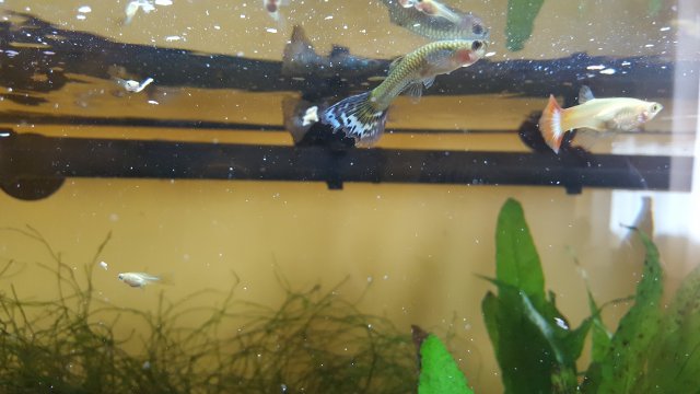 Help! Guppies Dying One By One (Photo) | AquariaCentral.com