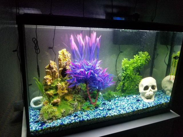 Goldfish hiding | AquariaCentral.com