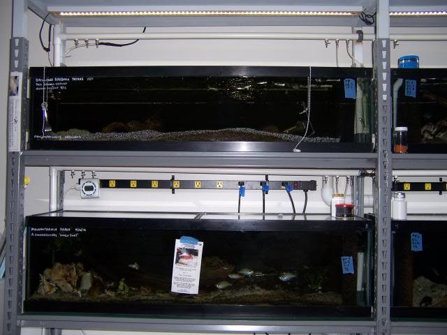 Setting up an aquarium rack | AquariaCentral.com