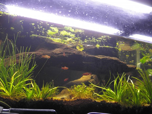 tank mates for red claws | AquariaCentral.com