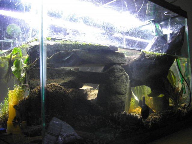 tank mates for red claws | AquariaCentral.com