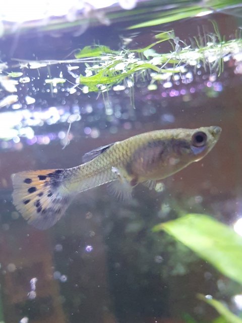 Guppy pooing out clear white stringy stuff | AquariaCentral.com