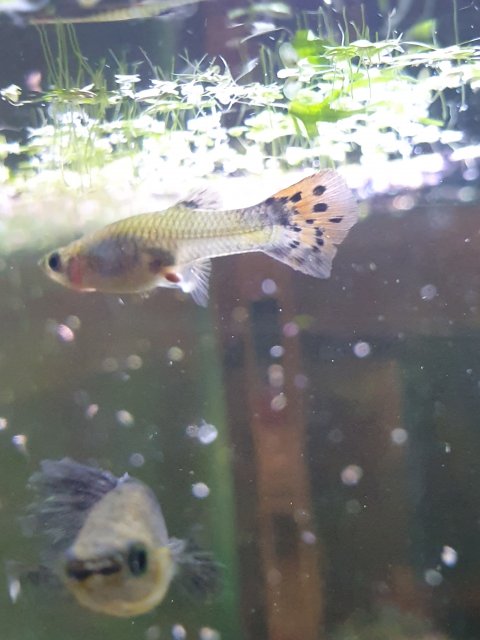 Guppy pooing out clear white stringy stuff | AquariaCentral.com