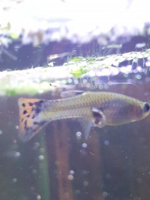 Guppy pooing out clear white stringy stuff | AquariaCentral.com