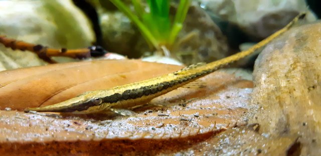 My farlowella | AquariaCentral.com