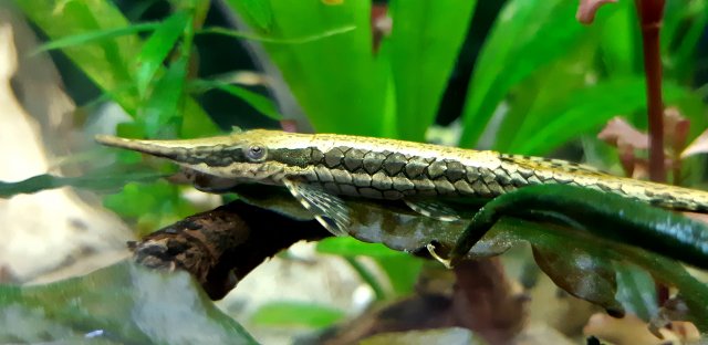 My farlowella | AquariaCentral.com