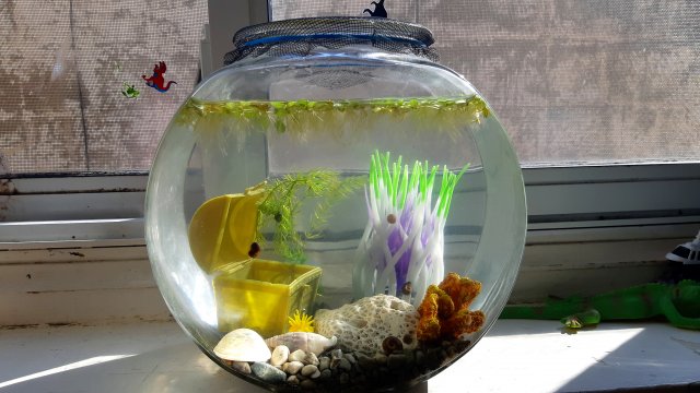 Snail Jar Aquarium | AquariaCentral.com