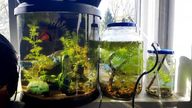 what is the cheapest fish tank build that you have ever done ...