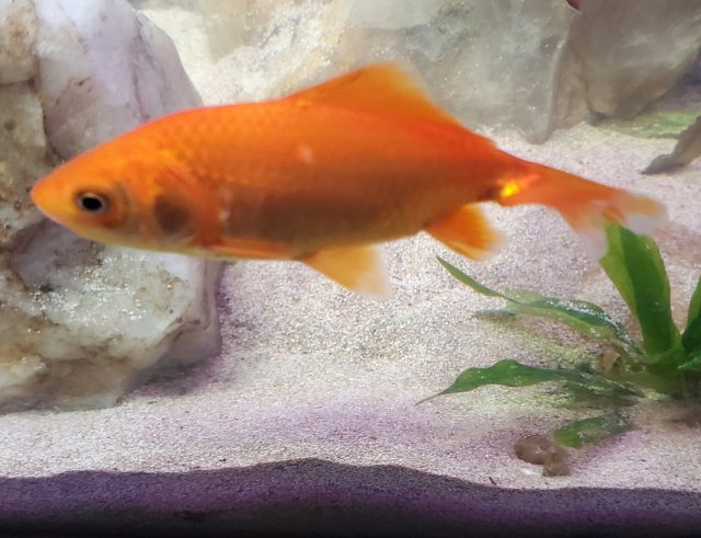 Deformed Goldfish