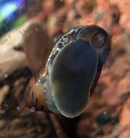 Nerite snail.... fungus? Disease? What is this? | AquariaCentral.com