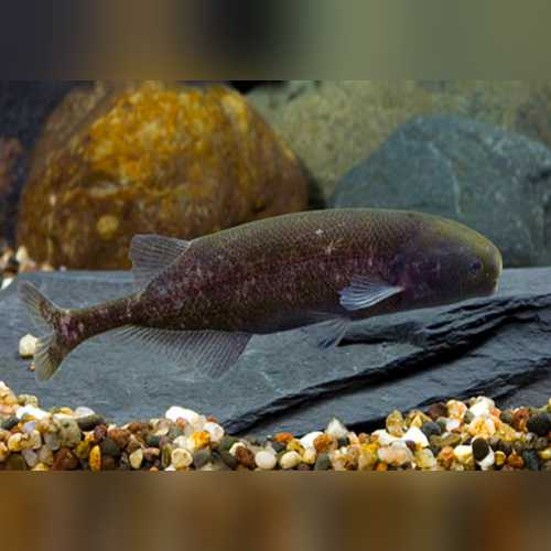 Oddball Fish | AquariaCentral.com
