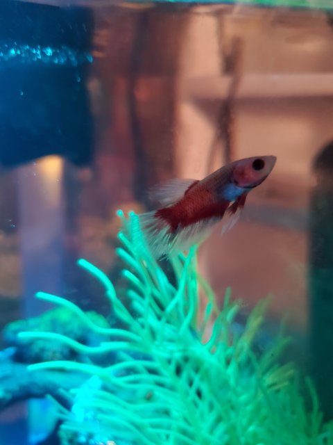 Betta Fish Babies