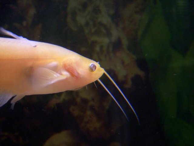 Ompok Bimaculatus