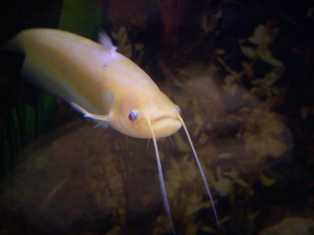 Ompok Bimaculatus | AquariaCentral.com